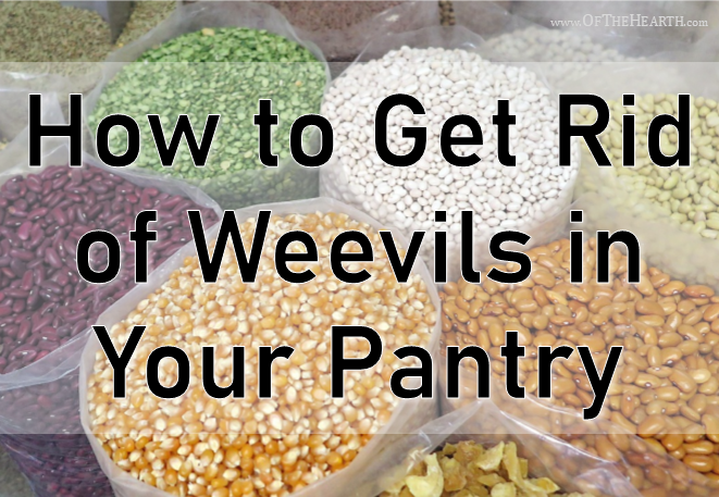 How to Get Rid of Weevils in Your Pantry